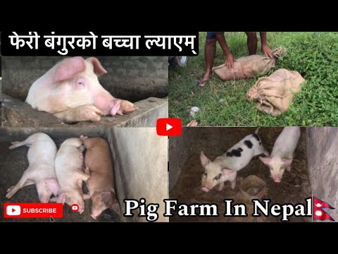 बंगुरको बच्चा ल्याएम है साथीहरू।SUBSCRIBE FOR NEXT VIDEO||🐷PIG FARM IN ...