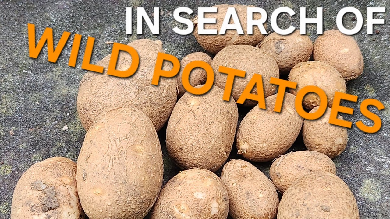 Survival Foraging for Wild Potatoes in the Forest - YouTube