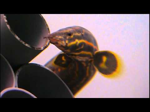 Strange fish.Red Spiny eel.レッド・スパイニーイール。 - YouTube