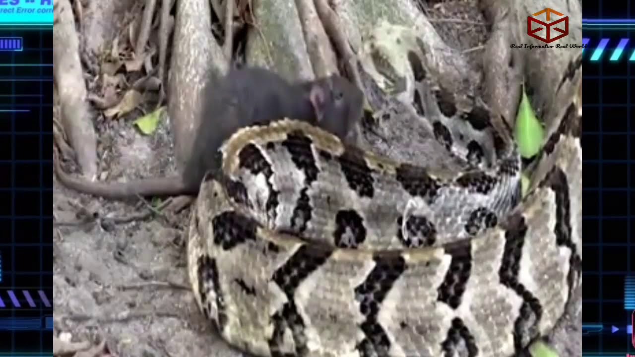 Anaconda Vs Poor Mouse Attack - YouTube