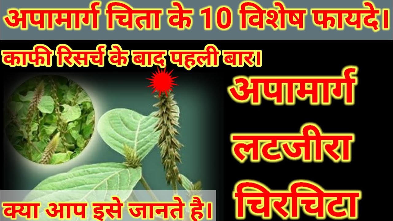 अपामार्ग चिरचिटा के 10 विशेष फायदे |apamarg/achirchita/latjira plant ke ...