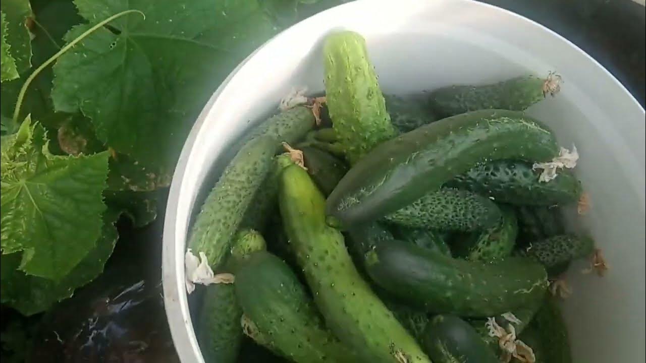 Горечь КронПринца и ПФКлерос - YouTube