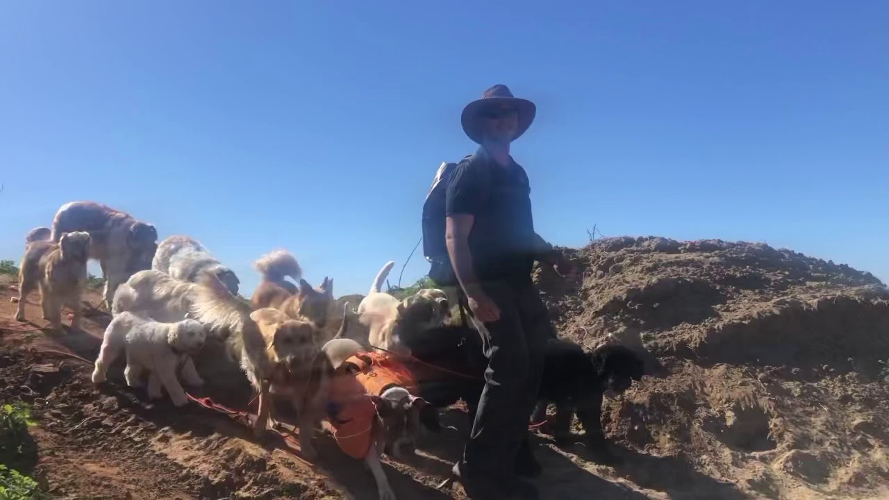 The Noble Dogs w/ Grant D Noble - YouTube