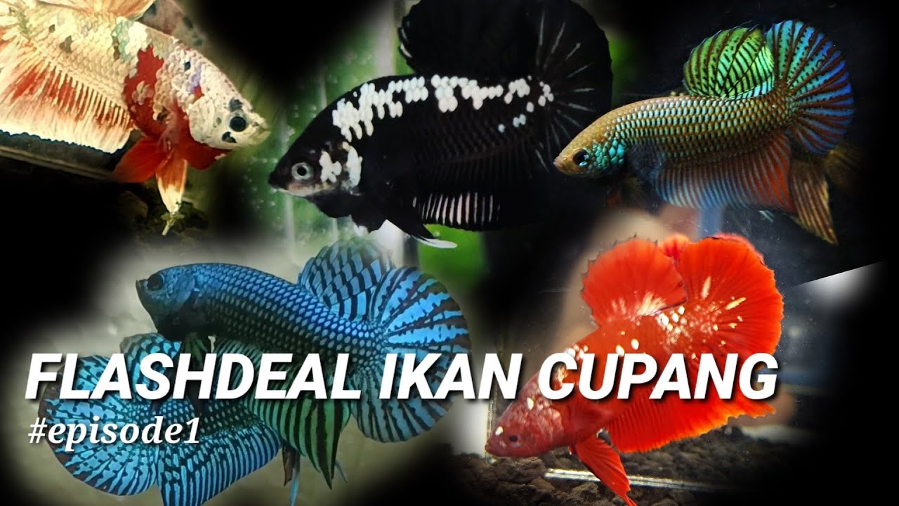 Lelang cupang wild betta - YouTube