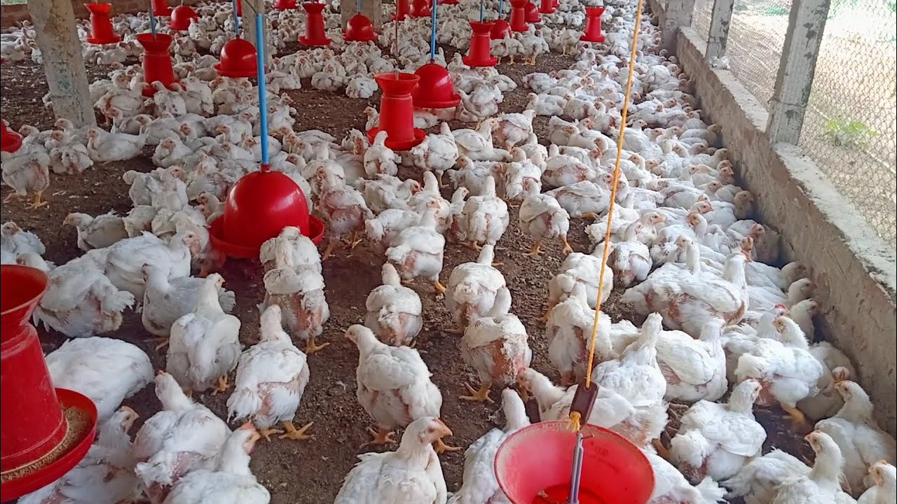 Day 35 // murgi farm // poultry farm // keshab poultry farm - YouTube