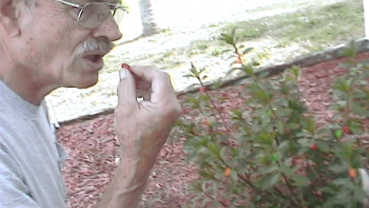 How to Plant a Jelly Bean Bush - Uncle Knuckle's Workshop - YouTube