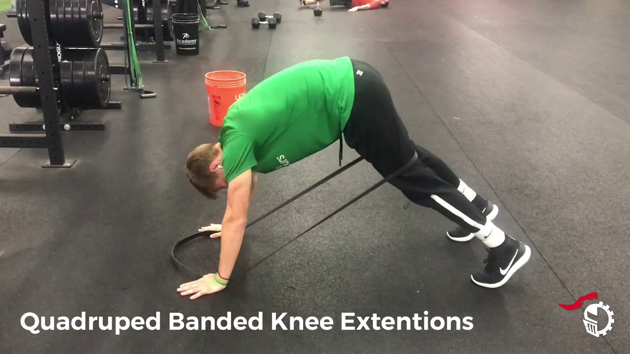 Quadruped Banded Knee Extensions - YouTube