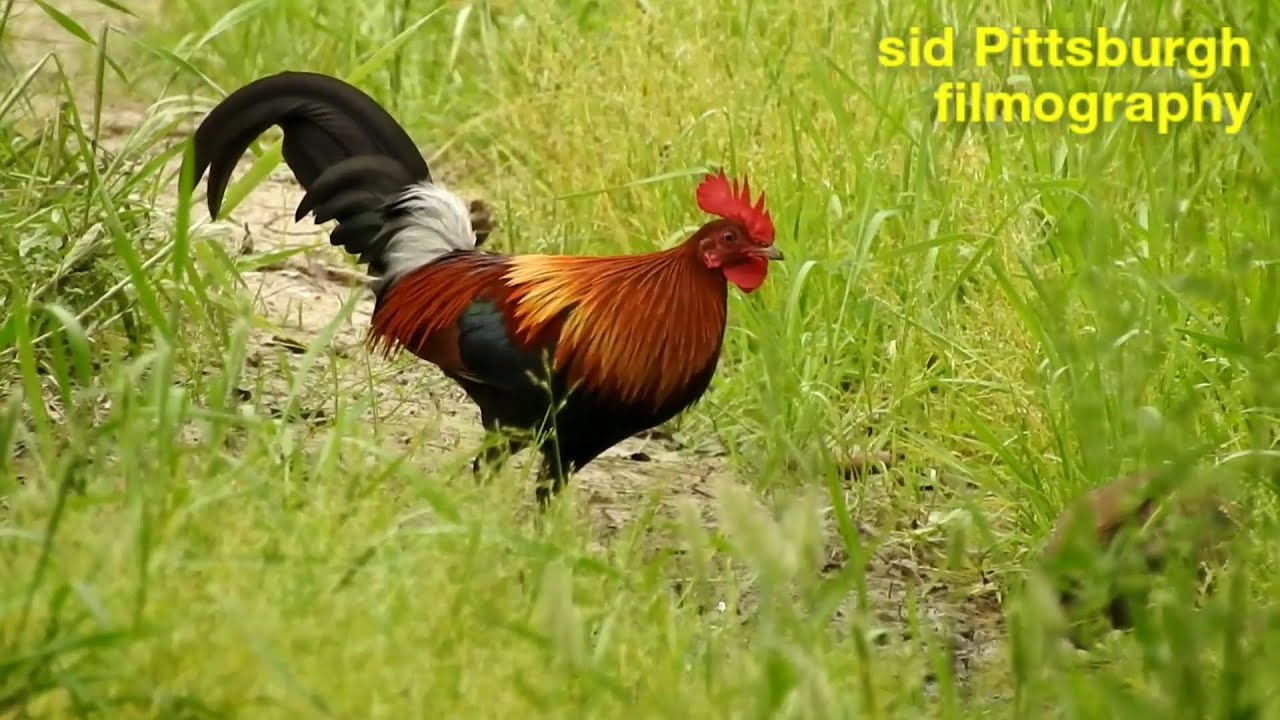 Jungle fowl || जंगली मुर्गा || (jungli murga) - YouTube