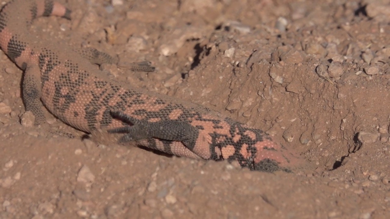 Gila Monster Frantic Digging - YouTube