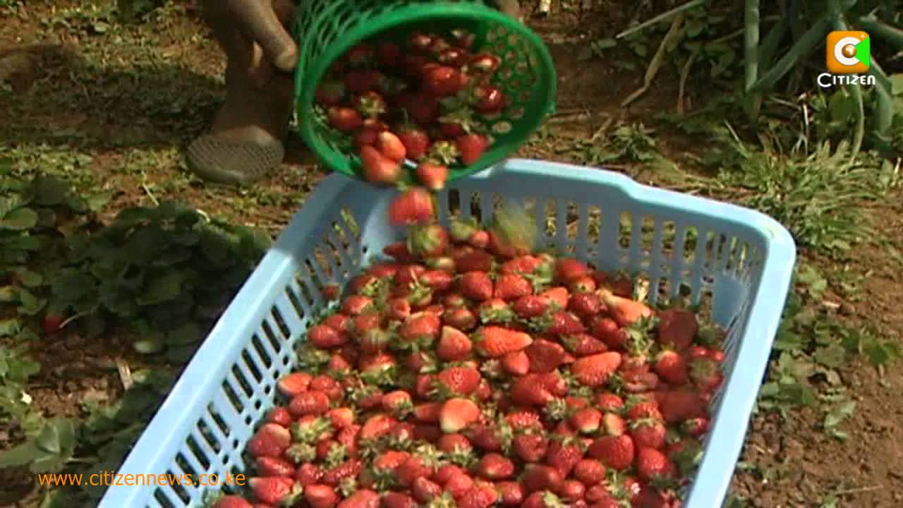 Strawberry Farming Equipment