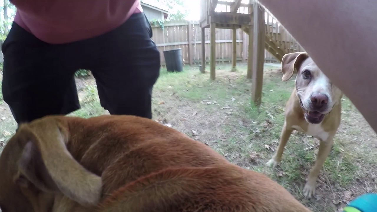 GoPro Dog FPV Fetch - Wait for the drop, its Epic - YouTube