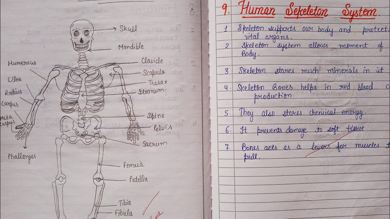 Anatomy and physiology practical file bsc nursing 1st year, Gnm, body ...