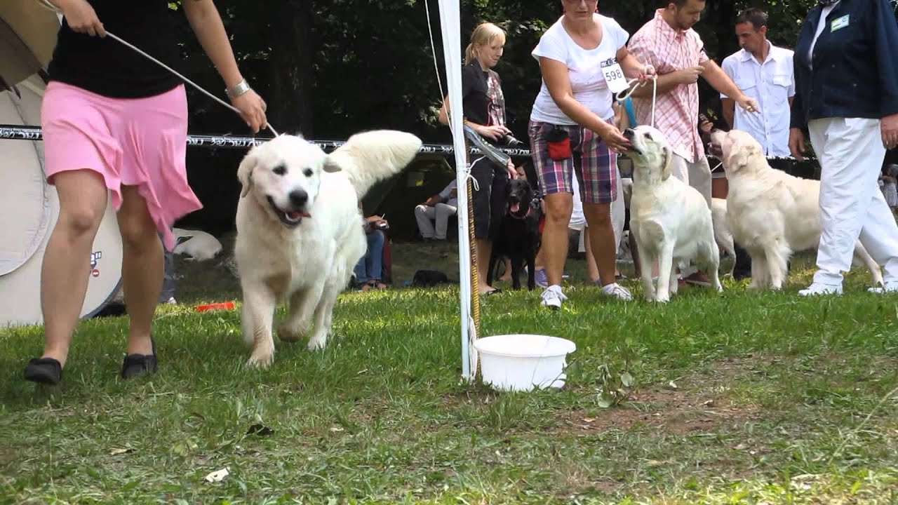 CAC/CWC Ustroń 2012 - Golden Retriever - YouTube
