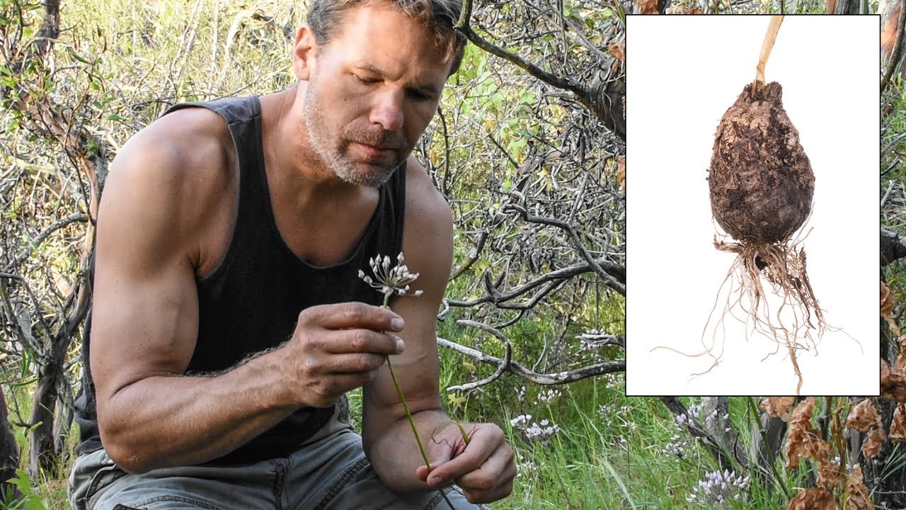 Harvesting wild edible onions - YouTube
