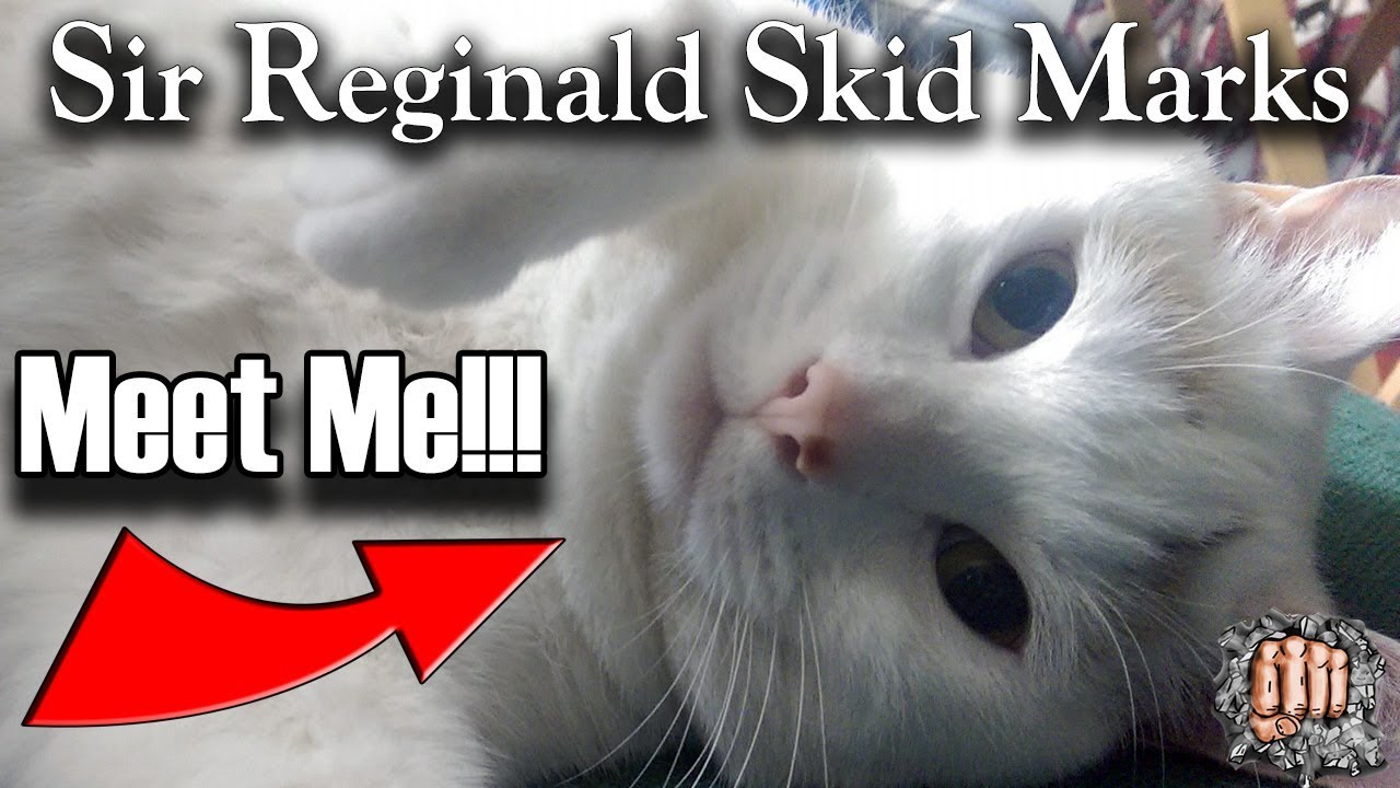 Sir Reginald Skid Marks - Meet My Big Fat Cat - YouTube