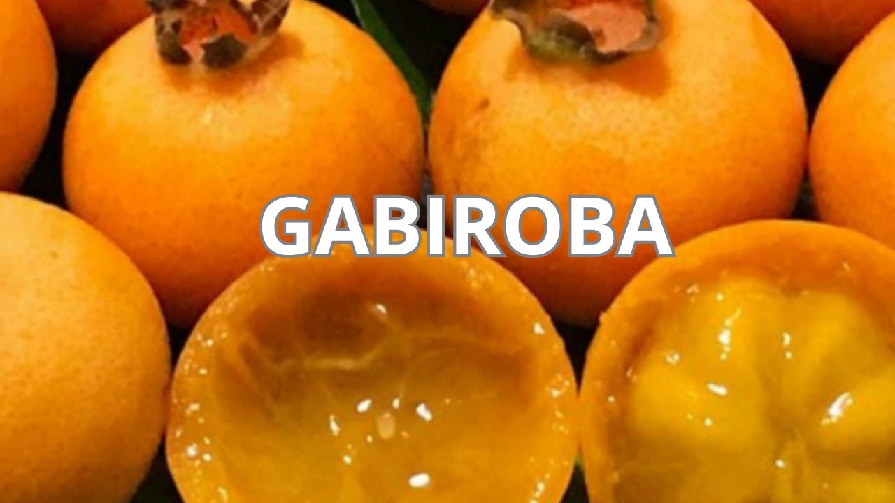 Frutas Uma Deliciosa Diversidade de Cores, Sabores e Nutrientes ...