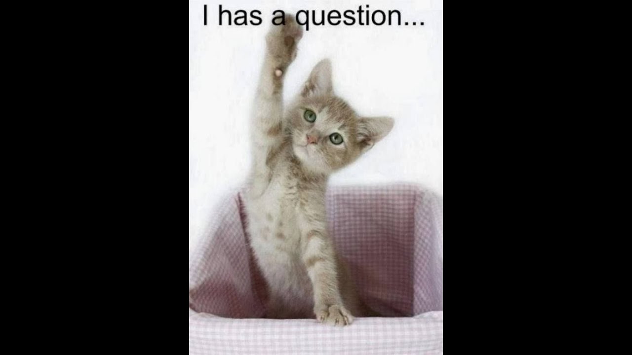 NATIONAL ANSWER YOUR CATS QUESTIONS DAY - YouTube
