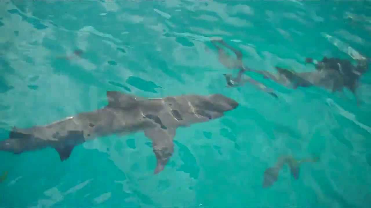 Sharks and James Bond Style - YouTube
