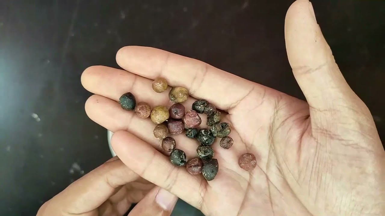 Maha Vilvam Seeds Germination !!! - YouTube
