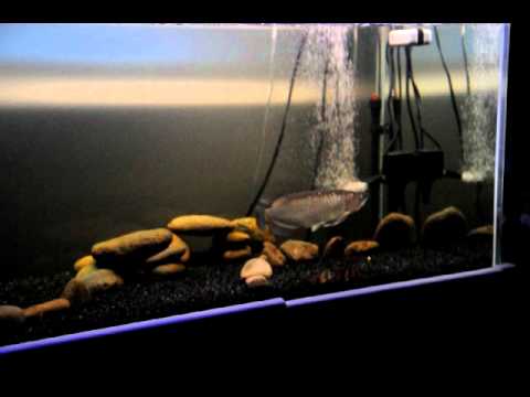 240 Gallon Freshwater Aquarium - YouTube
