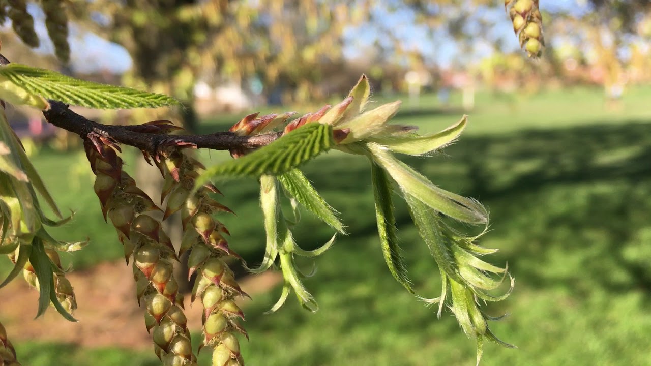 Hornbeam - twig, male catkins & female flowers close up - March 2019 ...