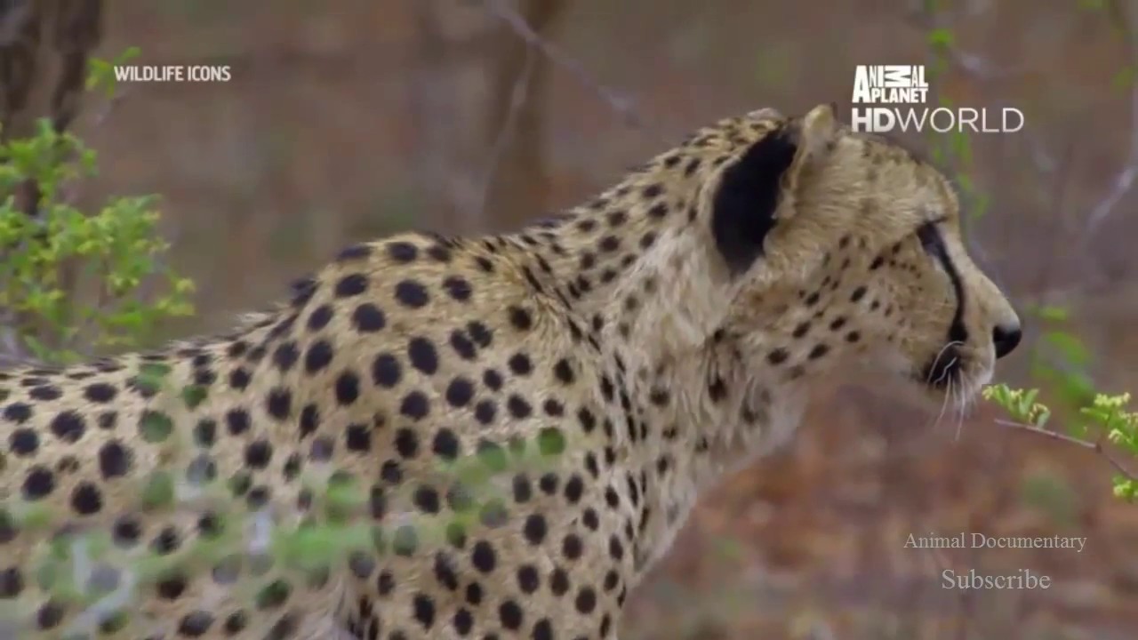 Animal Documentary Wildlife Icons Episode HD - YouTube