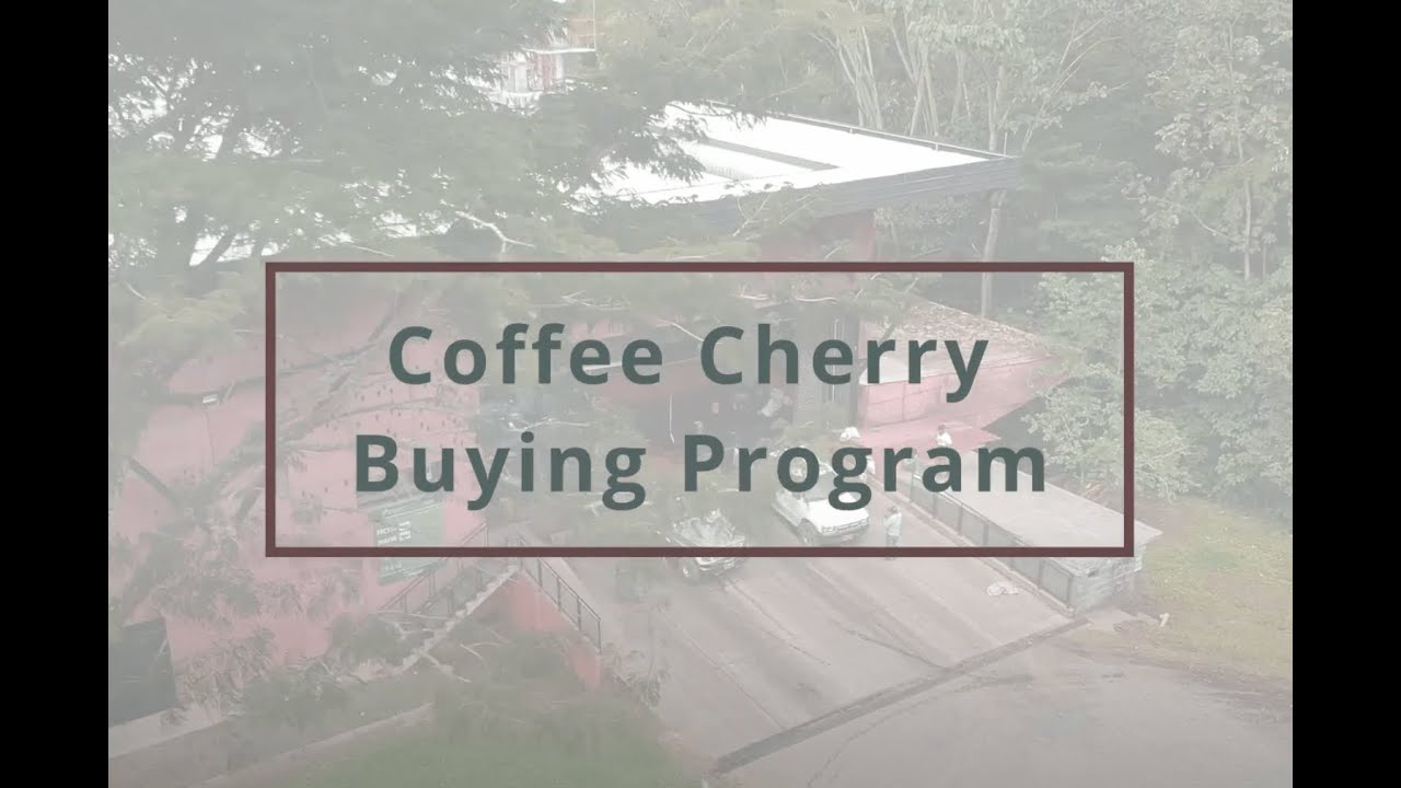 Coffee Cherry Buying Program: Green Coffee Company - YouTube