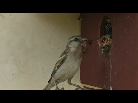 Sparrow Bird feeding Babies Raw Insect - YouTube