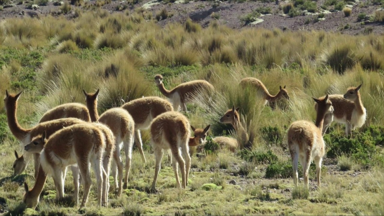 Coracora | Parinacochas | Ayacucho - YouTube