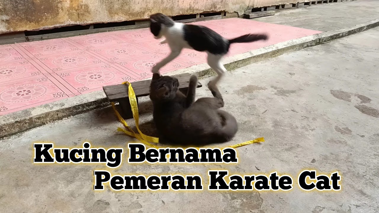 𝙠𝙪𝙘𝙞𝙣𝙜 𝙨𝙖𝙥𝙞 𝙞𝙣𝙞 𝙨𝙖𝙣𝙜𝙖𝙩 𝙣𝙖𝙠𝙖𝙡 - YouTube