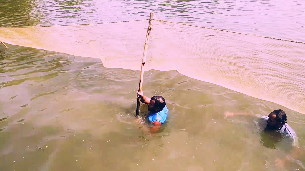 माछली पकडने की तोह तारिका आपि होश उडा दीनी। Amazing fishering technique ...