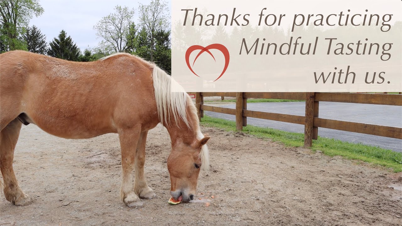 Mindful Tasting, Part 1 - YouTube