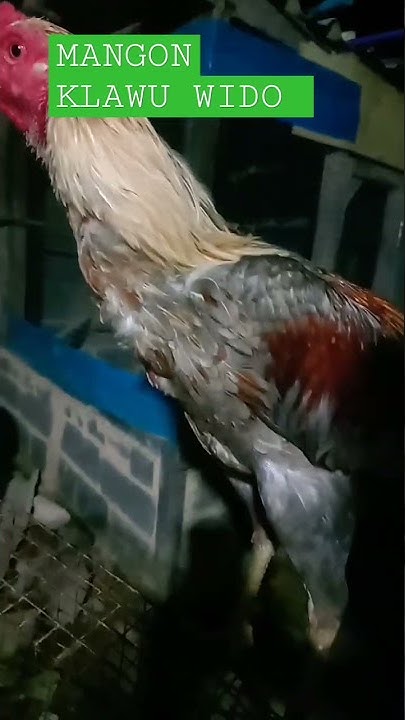 LANCUR MUDA, MANGON KLAWU WIDO - YouTube