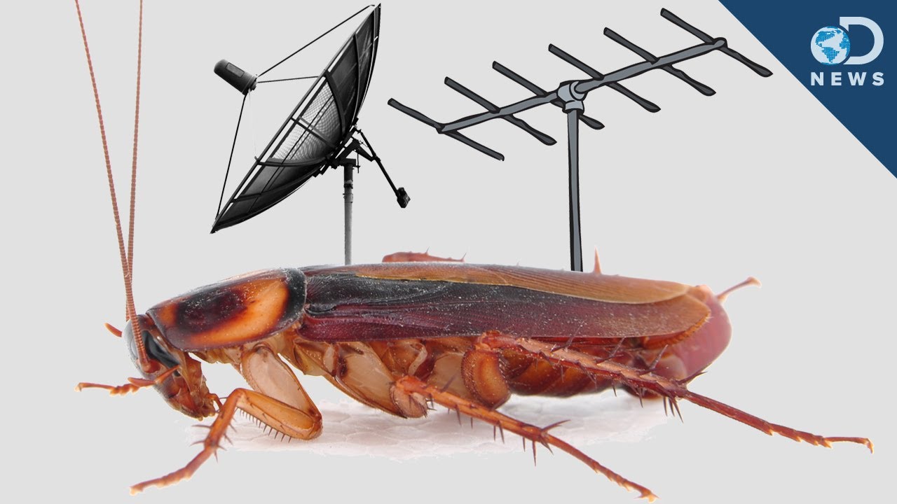 Scientists Create RoboRoaches! - YouTube