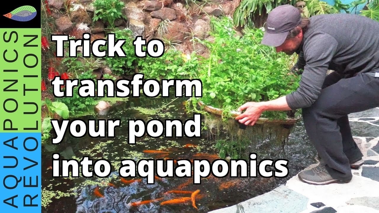 fish pond transformed into aquaponics | pond trick - YouTube
