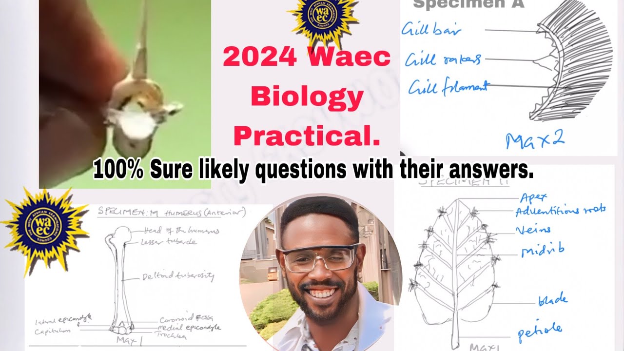 Waec 2024 Waec BIOLOGY PRACTICAL GUIDE. 100% Sure questions.How to draw ...