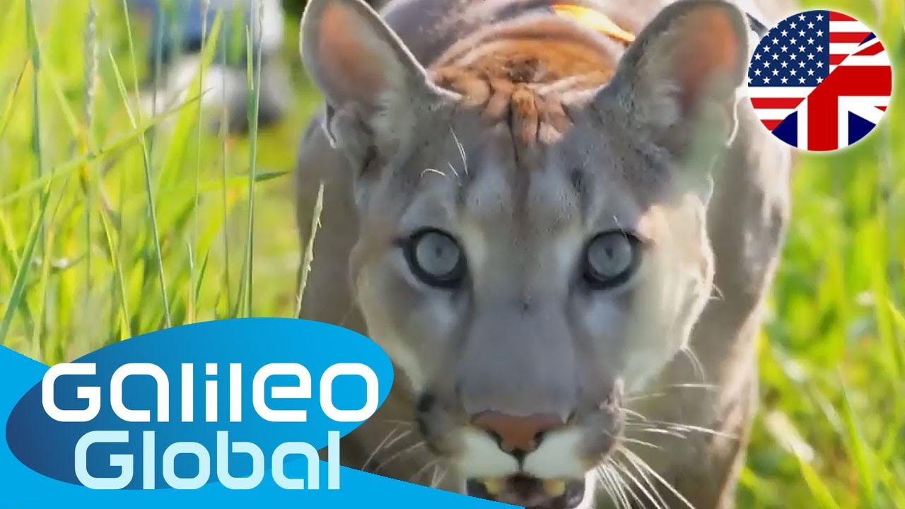 Russian Couple Adopts Pet Puma | Galileo Global - YouTube