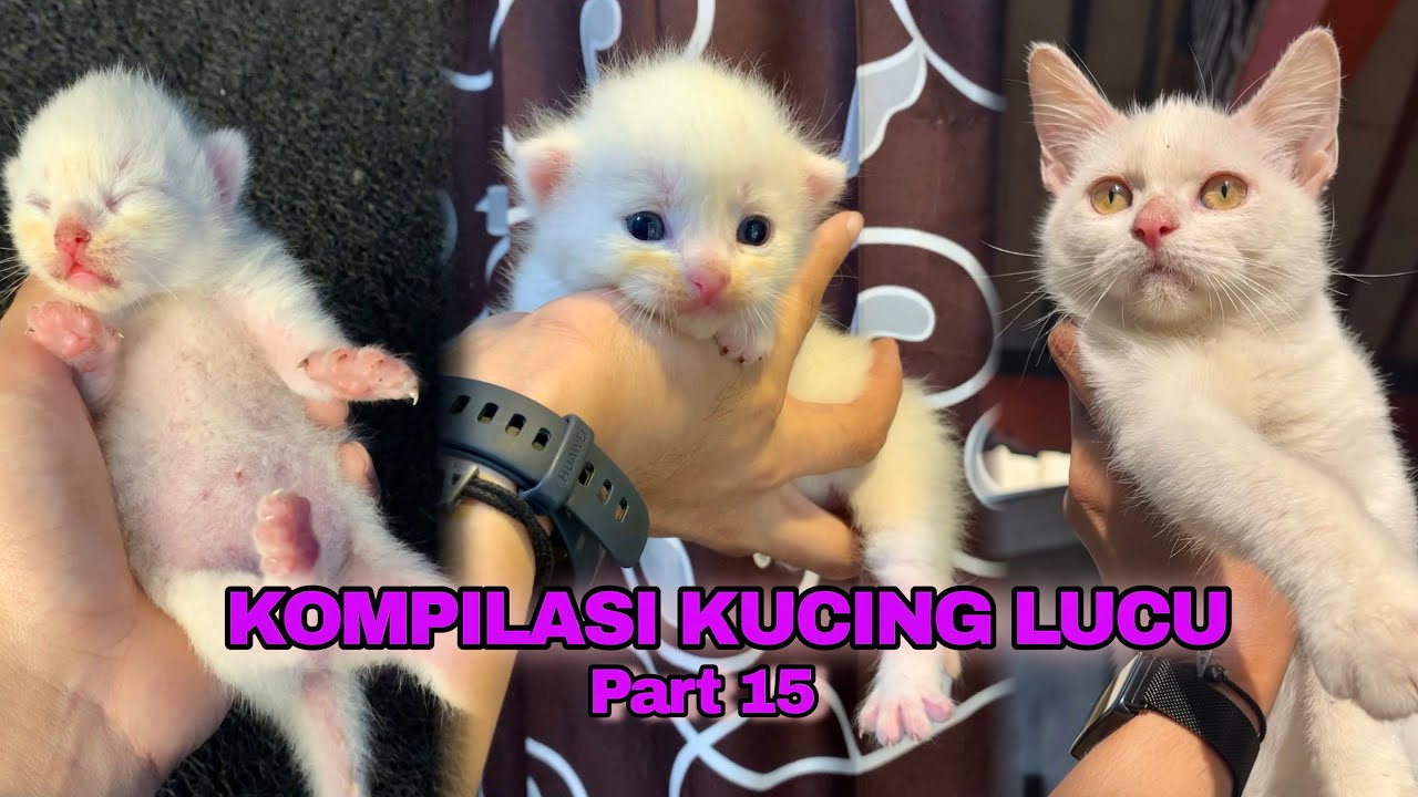 KOMPILASI ANAK KUCING LUCU VIRAL PART 15 - YouTube