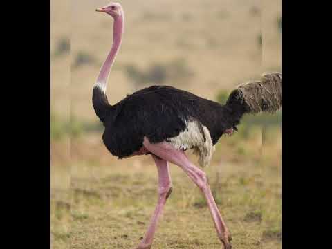 çöl quşları haqqında məlumat.