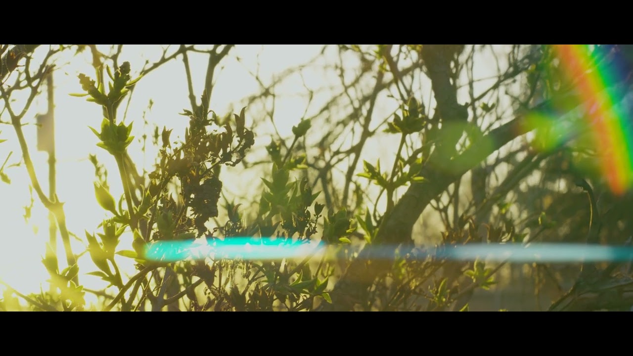 Sirui 50mm 1.8 Anamorphic lens footage sun back light - YouTube