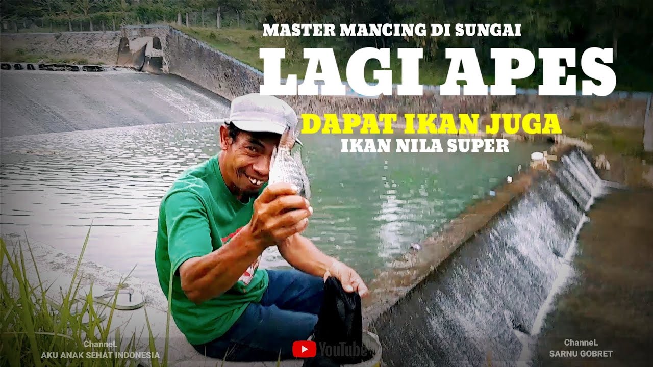 MASTER MANCING,Lagi Apes Dapat Ikan Nila Babon ,Mancing Di Sungai - YouTube
