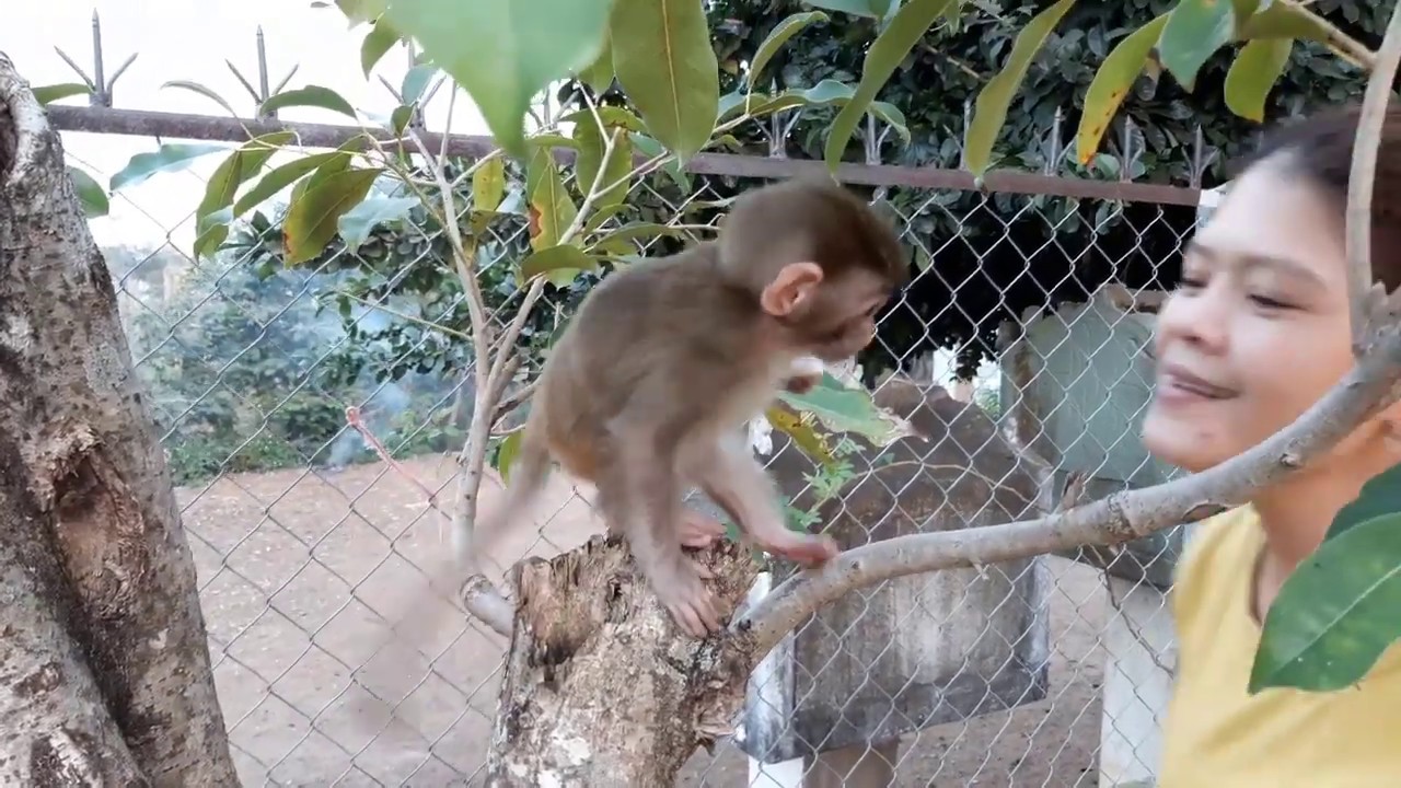 Baby Monkey Lu Playing On The Tree, Apricot, Very Lovely - YouTube