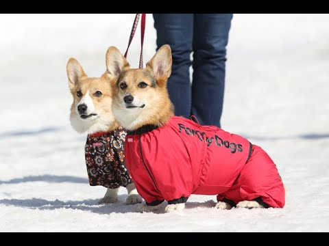 ForMyDogs Лучшая одежда для собак на все сезоны - YouTube