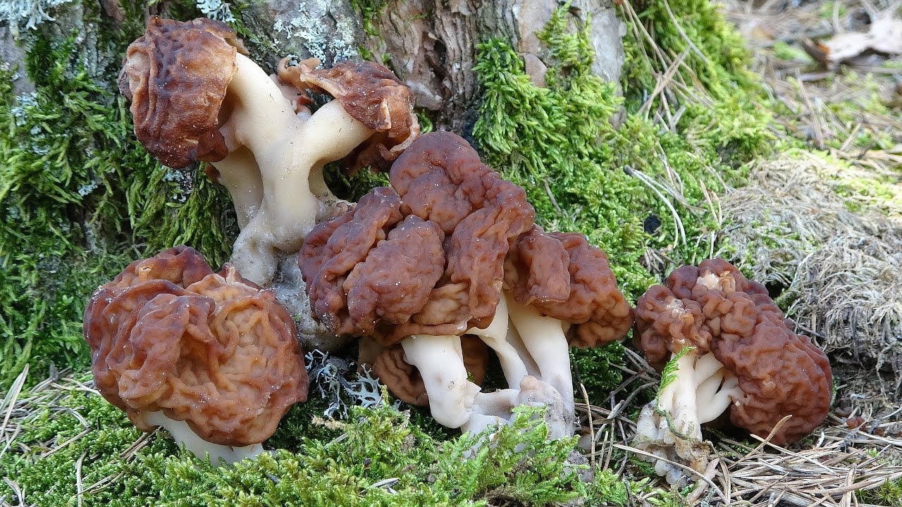 Gyromitra esculenta - Falsa colmenilla - False Morel - - YouTube