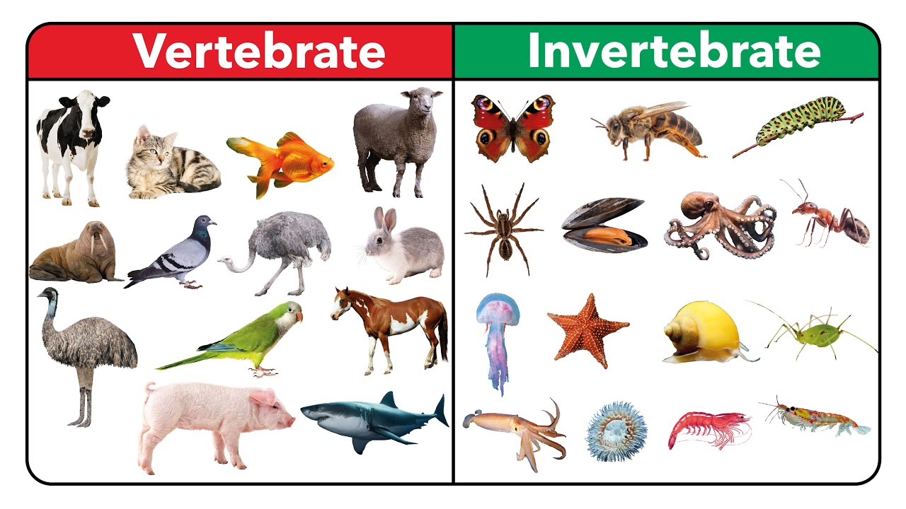 50 Vertebrate and Invertebrate animal name II Vertebrate Invertebrate ...