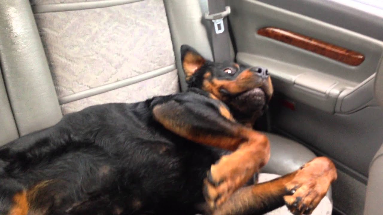 Rottweiler in car after a swim session - YouTube