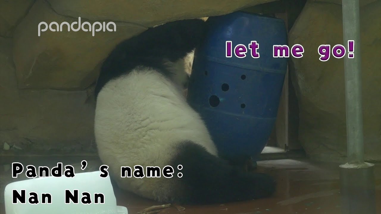 Funny panda moments #58 - YouTube