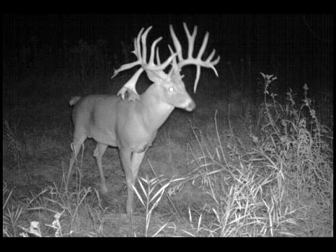 Wisconsin Trail Camera footage of Buck - YouTube