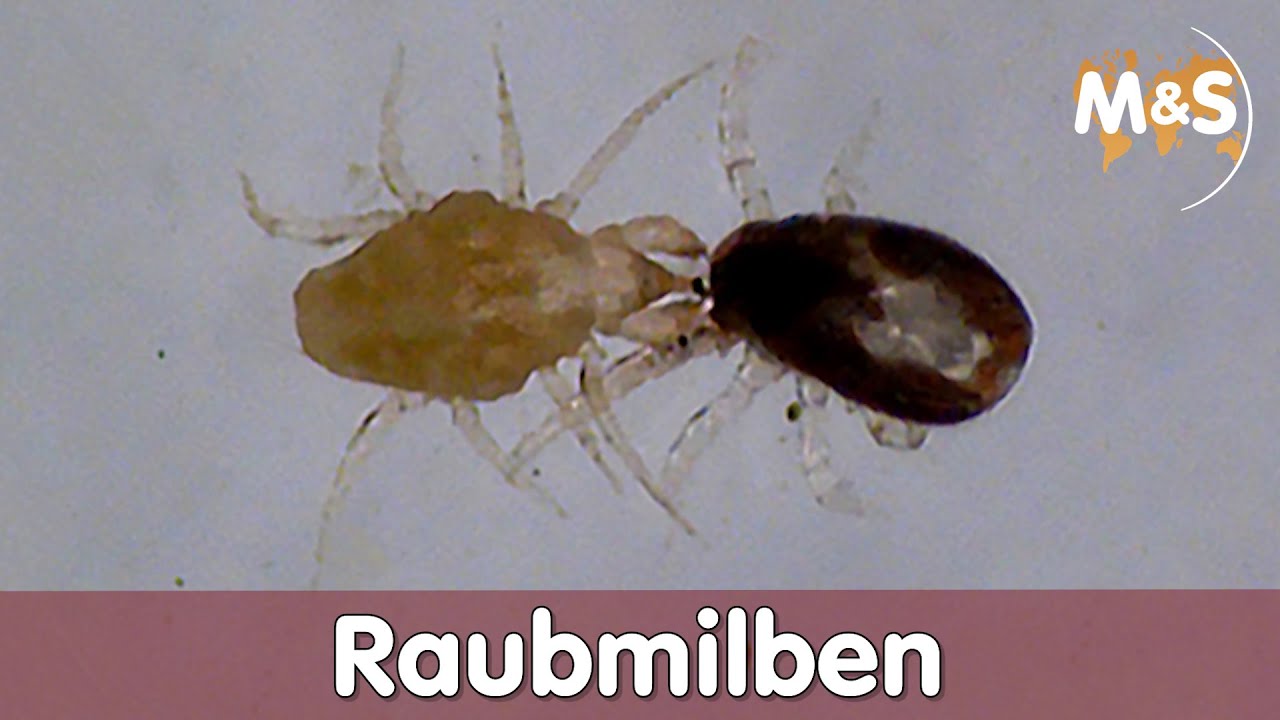 Kannibalismus im Terrarium | Raubmilben KILLEN Blutmilben | Reptil TV ...