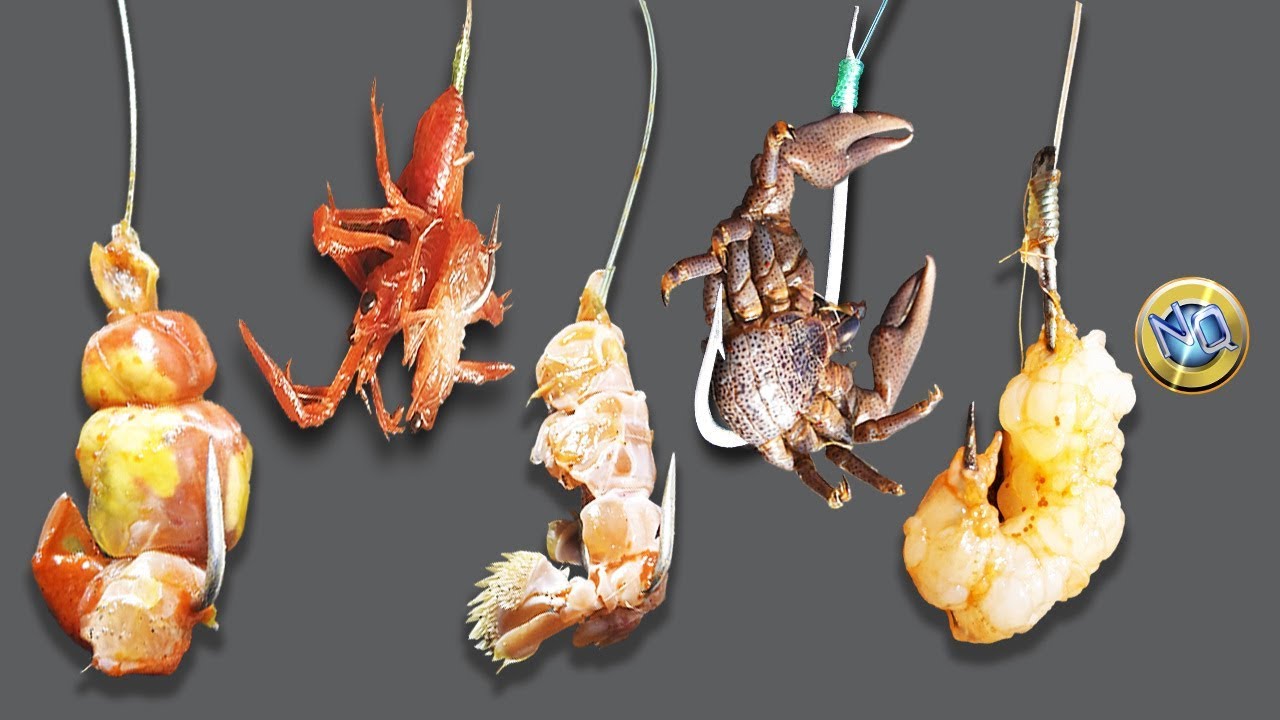 MÉTODOS PERFECTOS para atar CEBOS de PESCA en el Anzuelo - Cebos ...